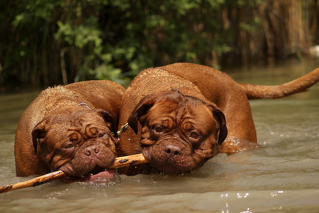 Ist mein Hund übergewichtig? | LZ Gesundheitsreport